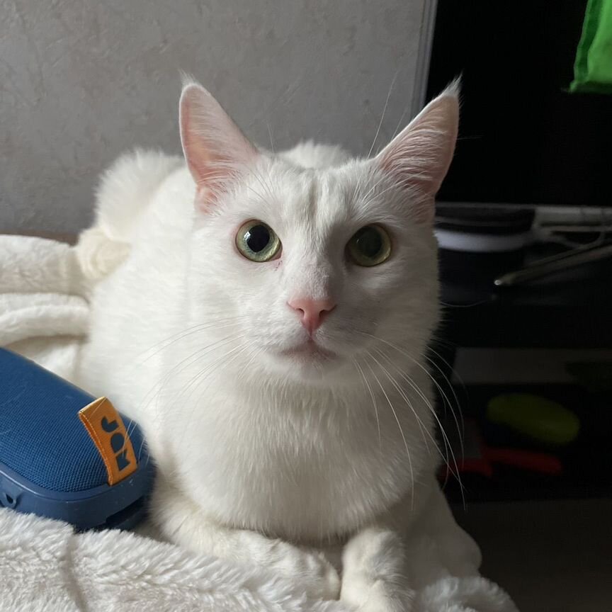 Кот Персик в добрые руки