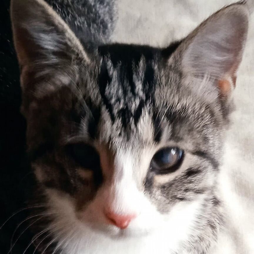 Котенок Муся,6 мес, в поиске дома