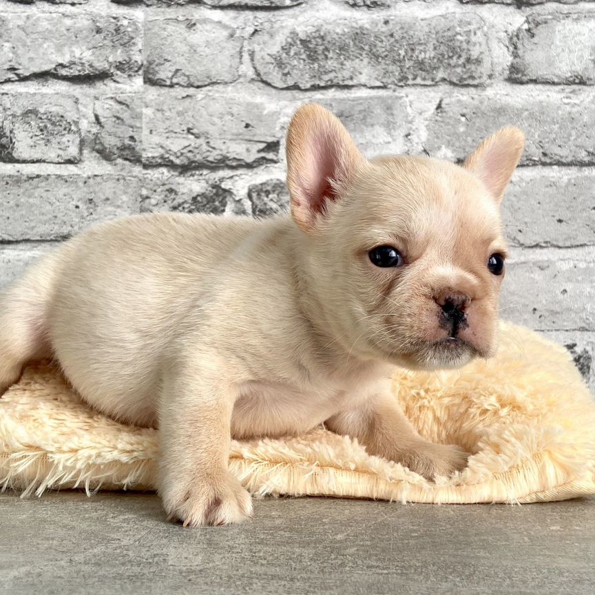 Миниатюрный французский крем-брюле