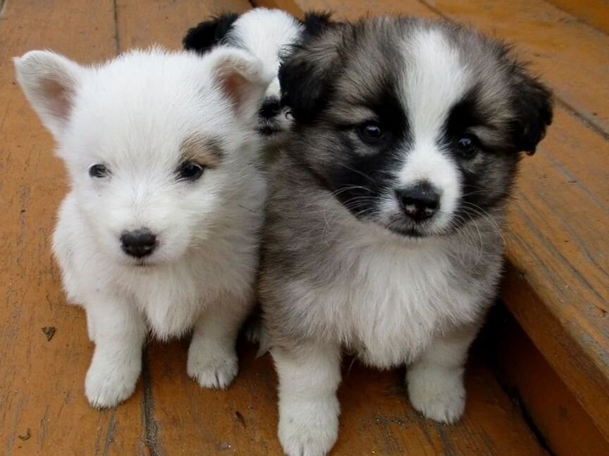 Щенки и собачки в добрые руки