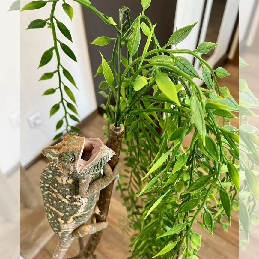 Декоративные деревья для хамелеонов