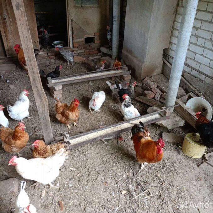 Продаются прошлогодние домашние куры и петухи