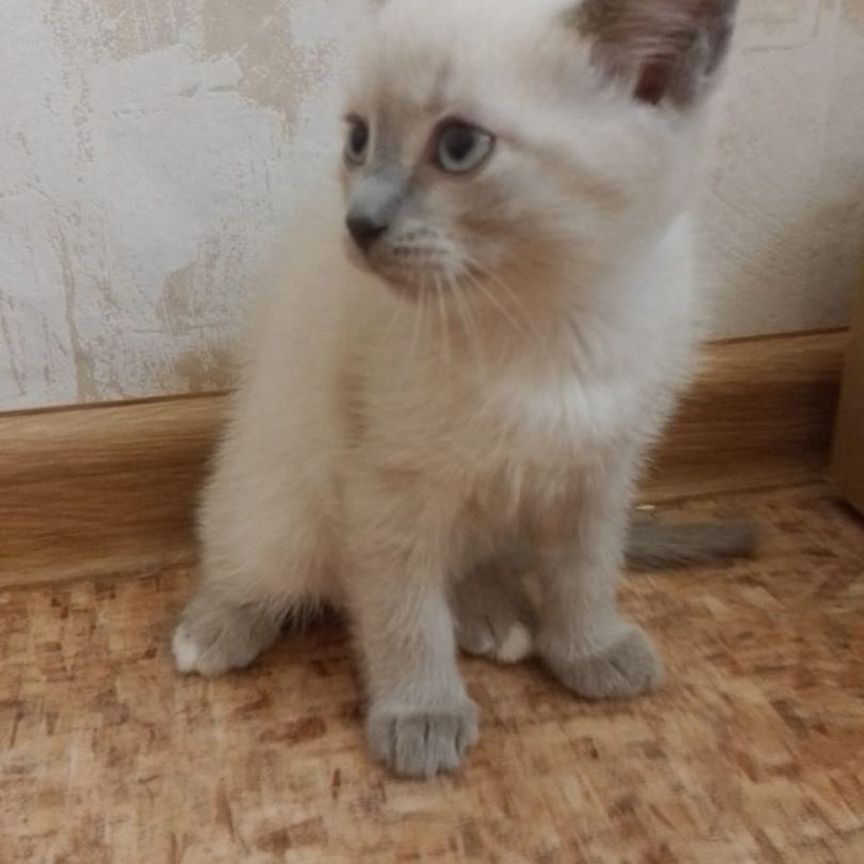 Сиамский котёнок