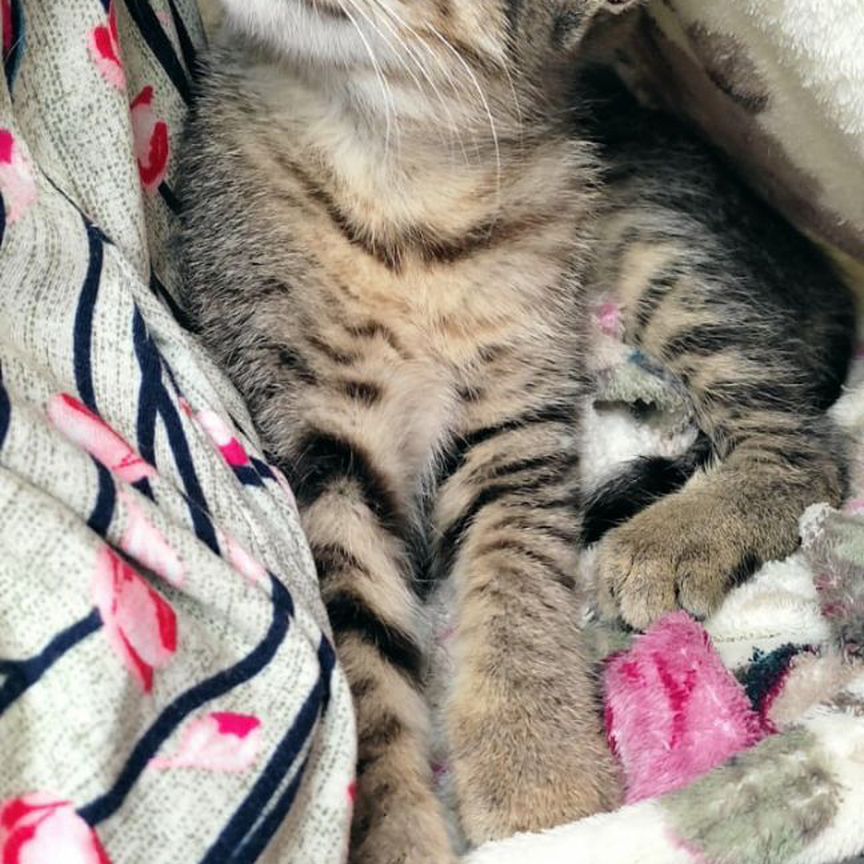 Котёнок девочка