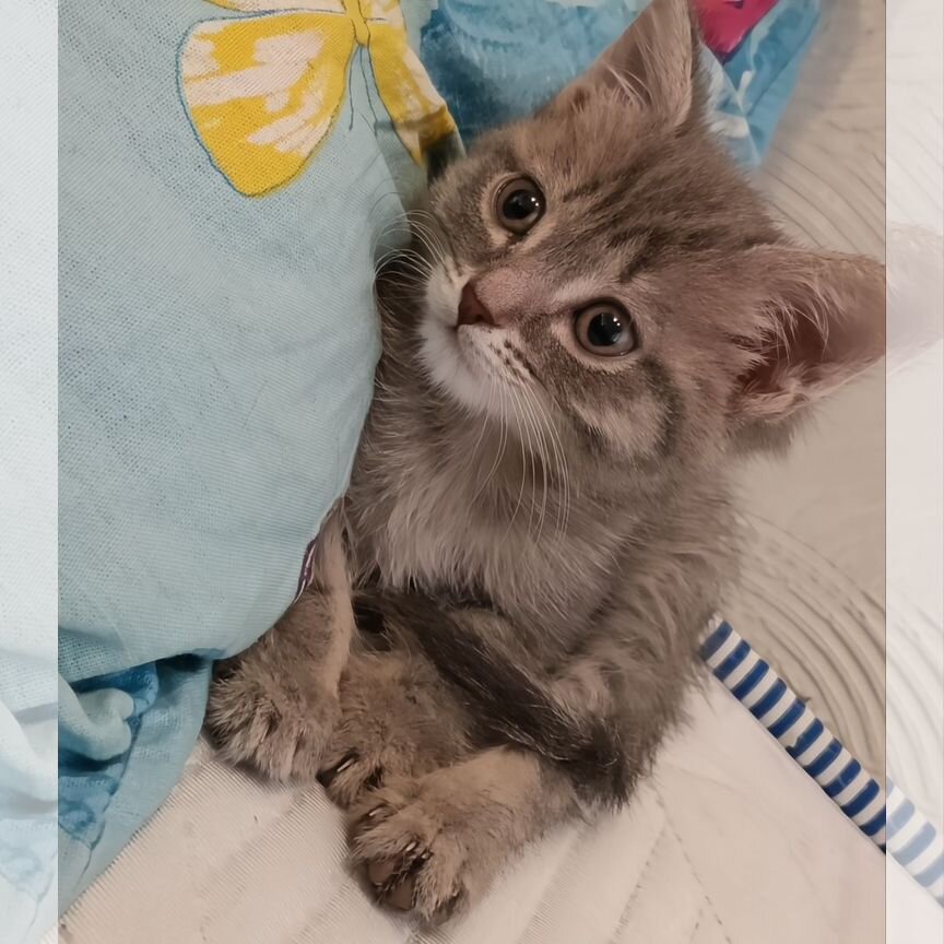 Котёнок в добрые руки