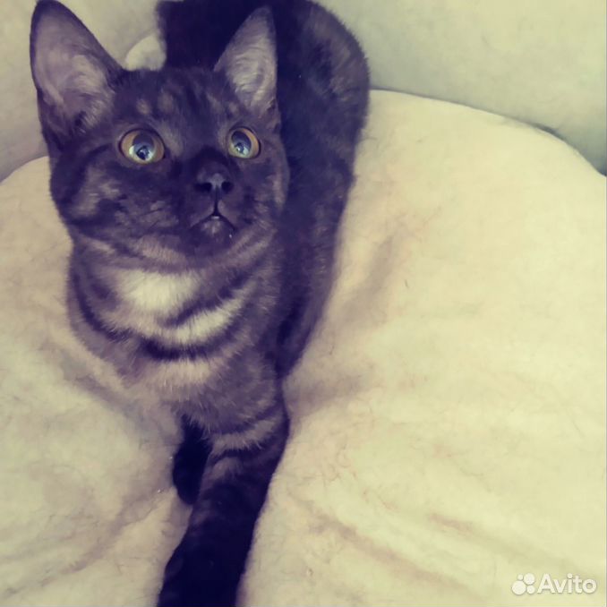 Котенок Клара в поиске своей семьи)