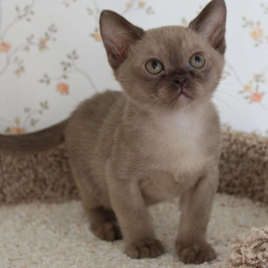 Европейский бурманский котёнок