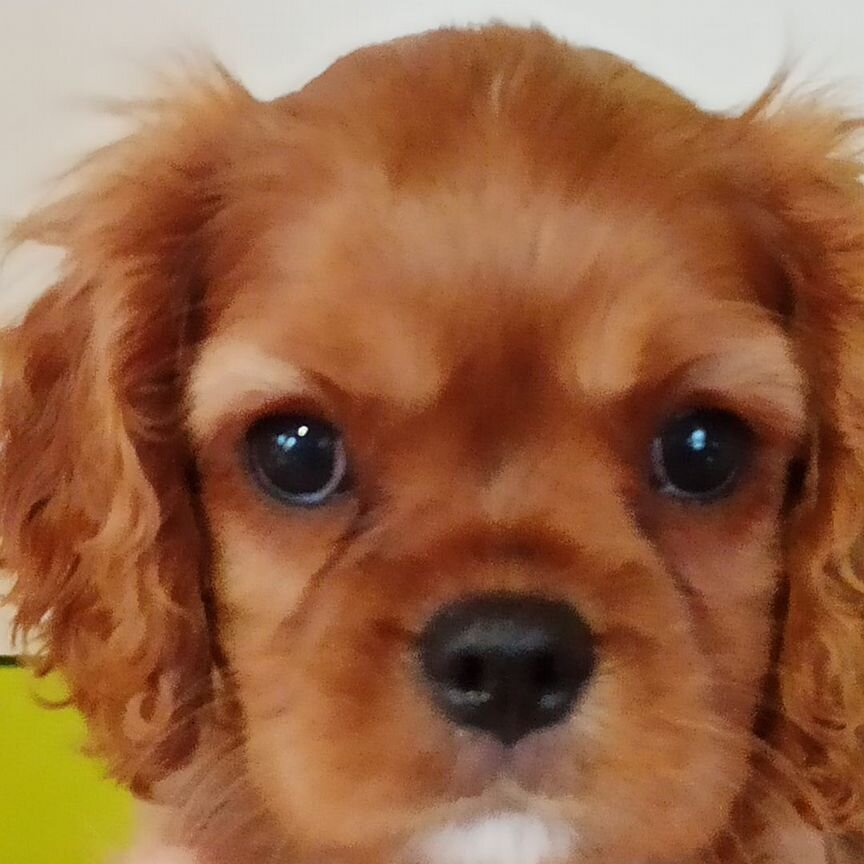 Кавалер кинг чарльз спаниель рубин мальчик