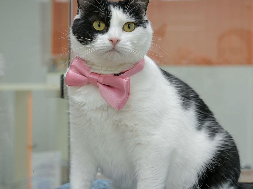 Кошечка ищет дом