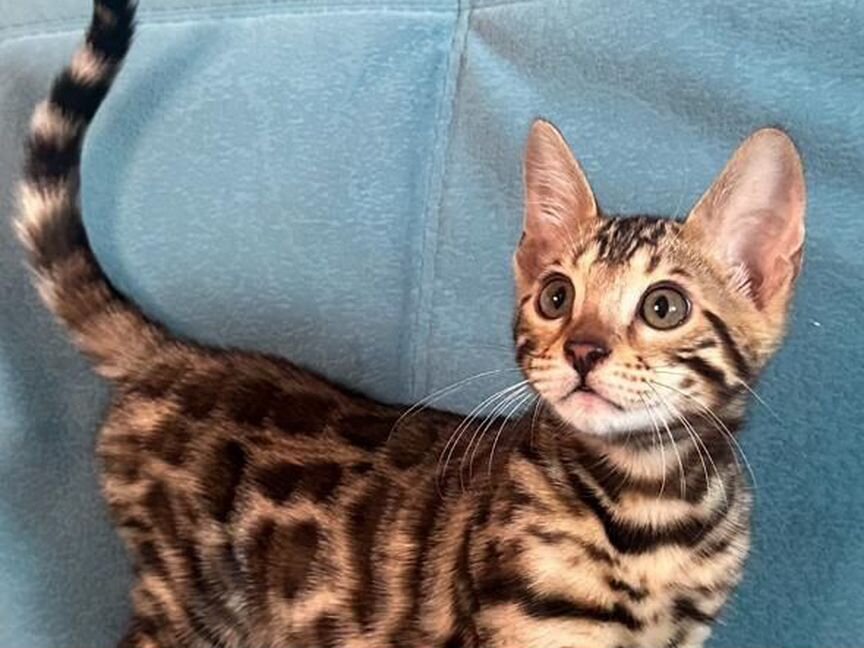 Бенгальские котята