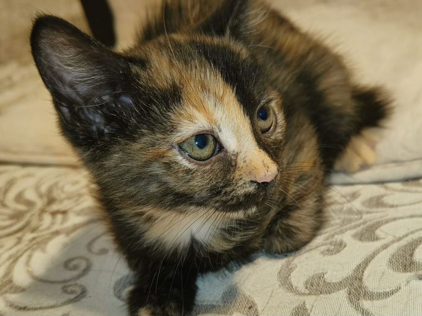 Котёнок черепаховый окрас