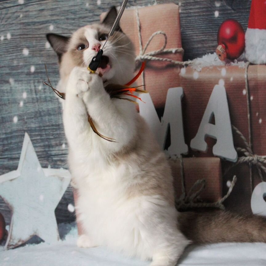 Котенок-котик Ragdoll