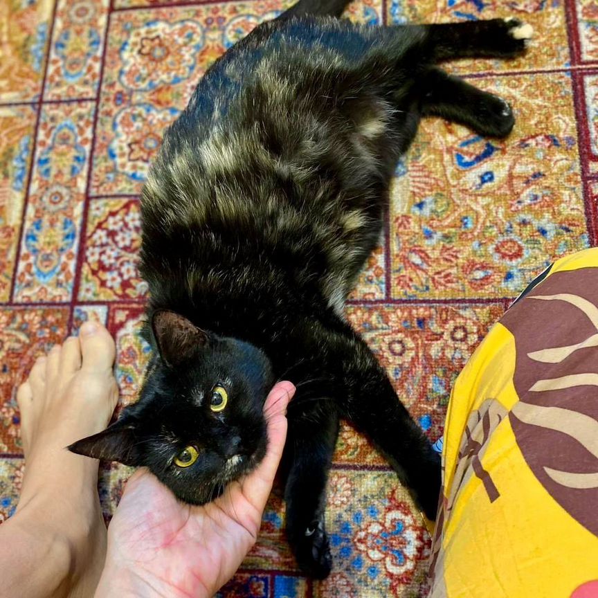 Нежная красотка в добрые руки