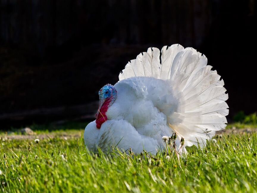 Инкубационное яйцо индейки Hybrid Grade Maker