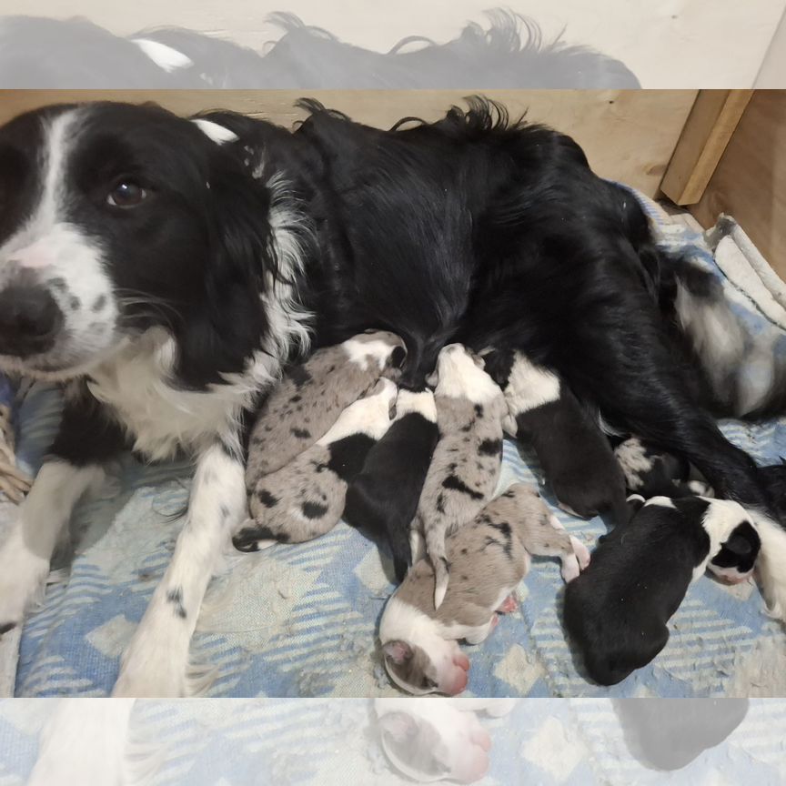 Бордер-колли, щенок