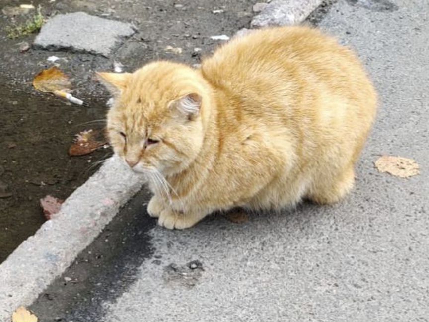 Кот ласковый нужен дом