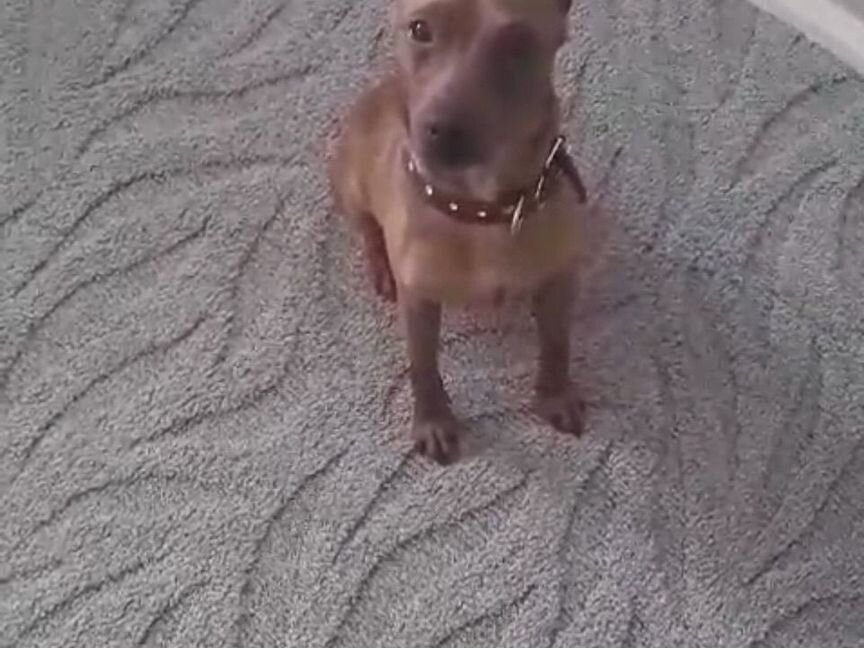 Цвергпинчер