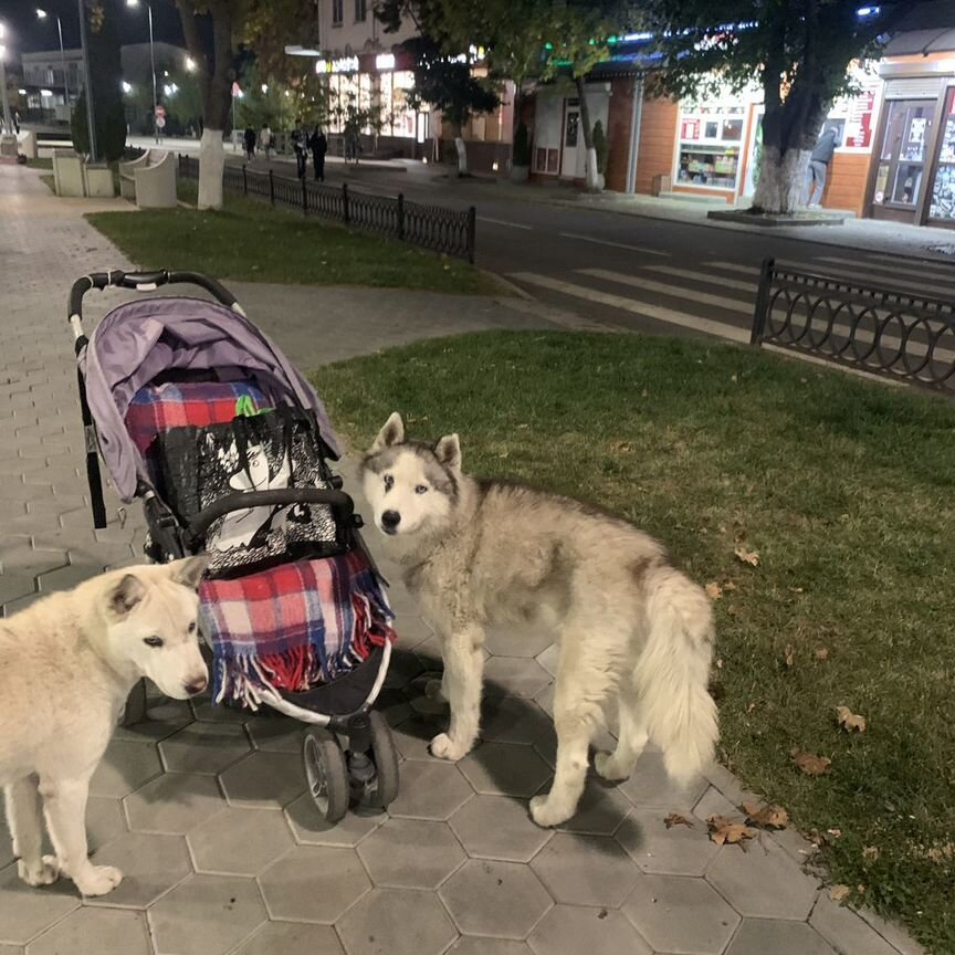 Хаски в добрые руки