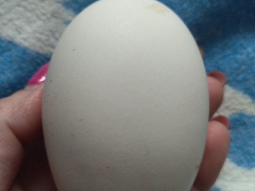 Инкубационное яйцо