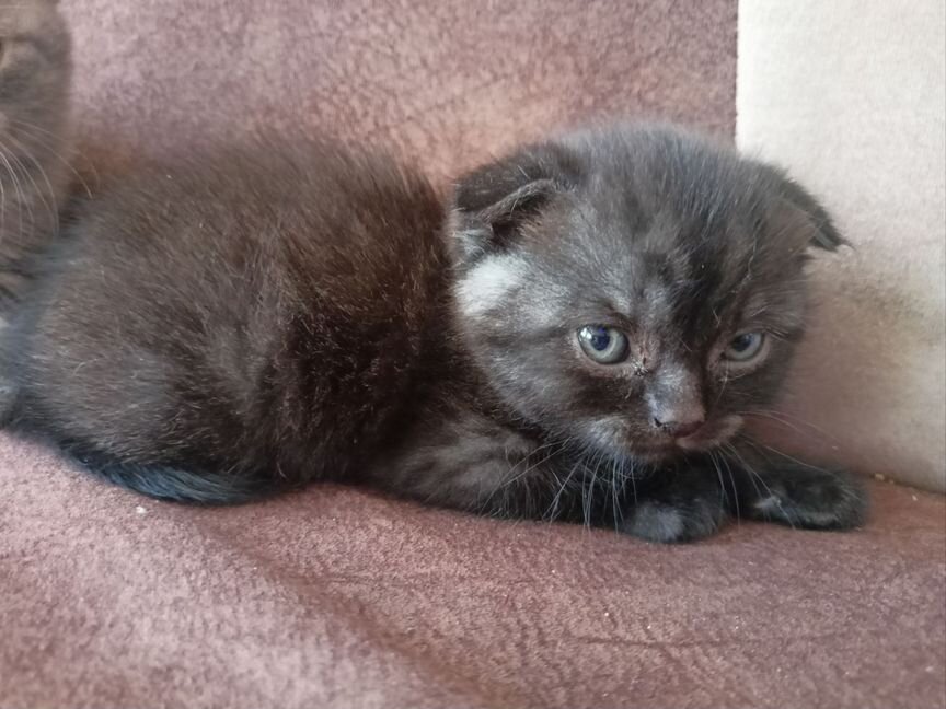 Шотландские вислоухие котята