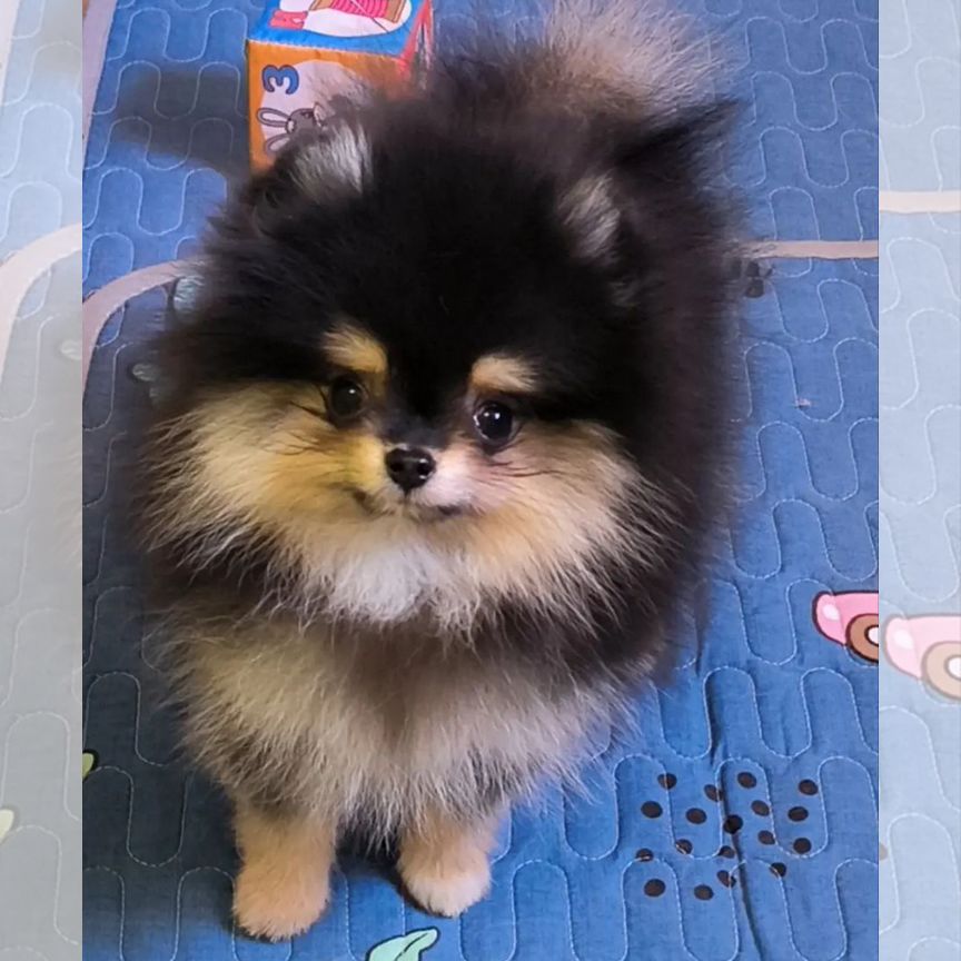 Померанский шпиц, щенок