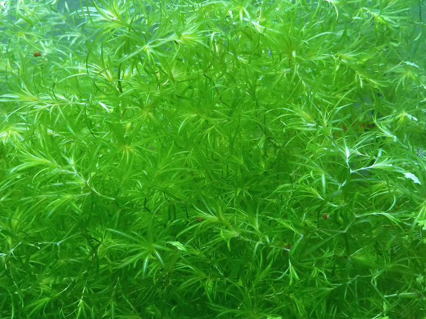 Аквариумное растение