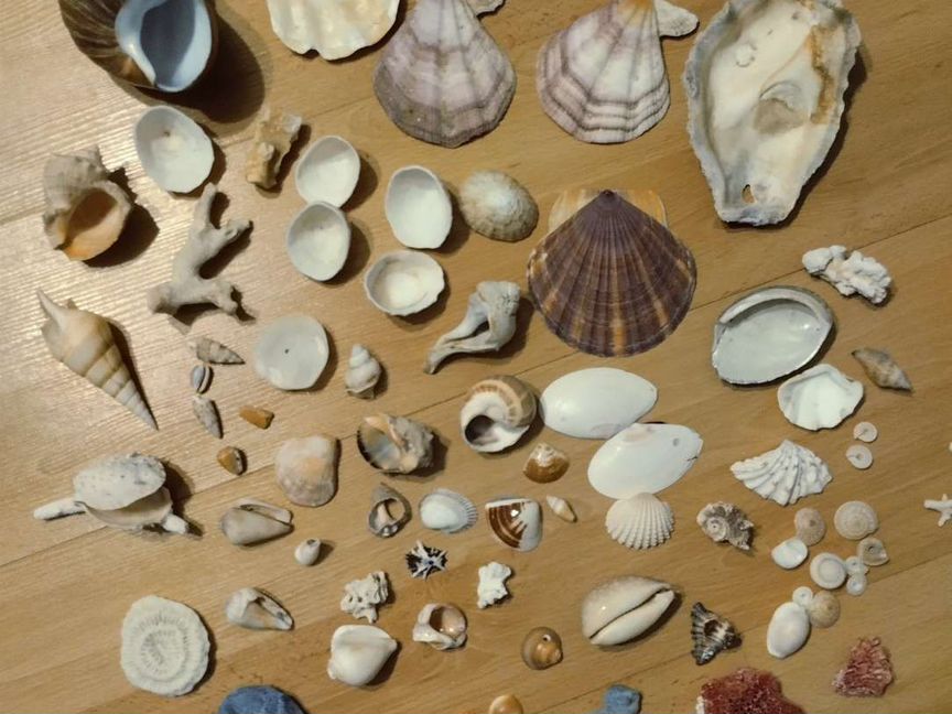 Ракушки из разных стран и
