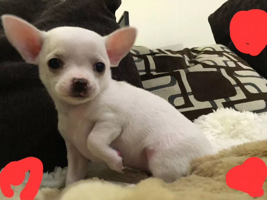 Чихуахуа щенки