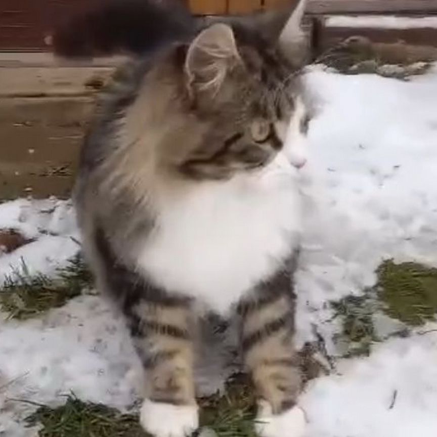Замерзают котята