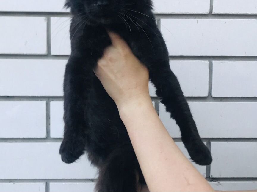 Черный Котик ищет семью