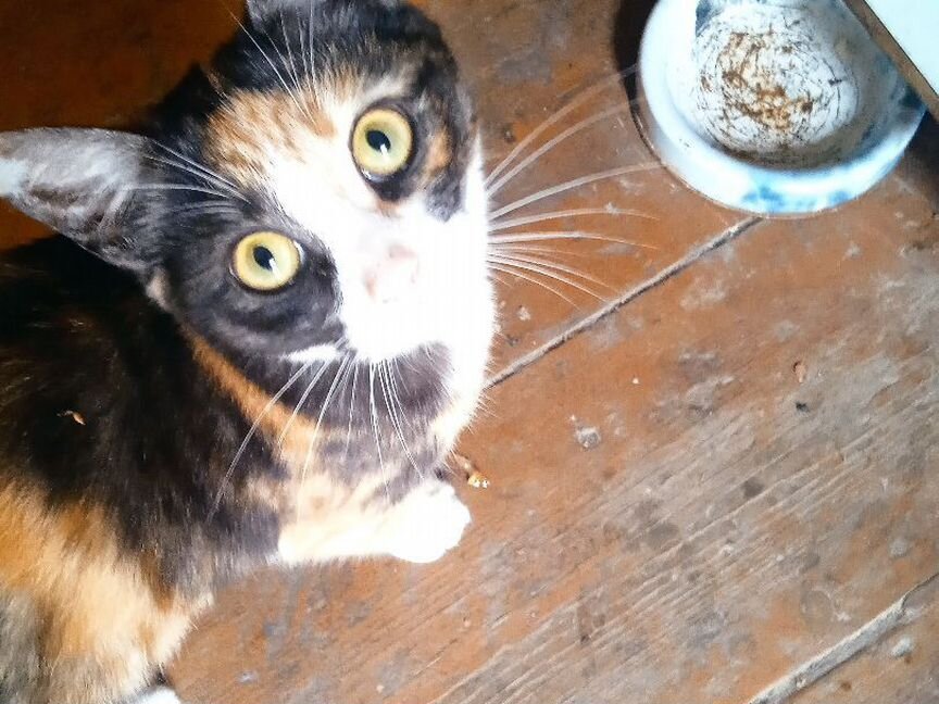 Кошка в дар бесплатно