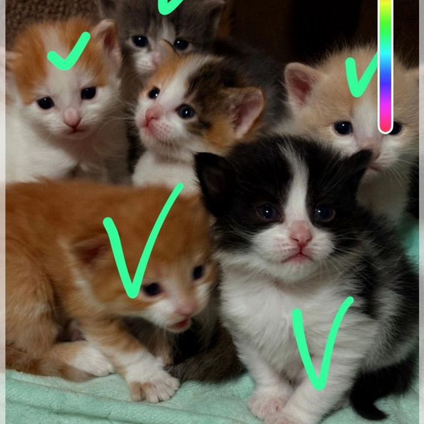 Котятки мальчики