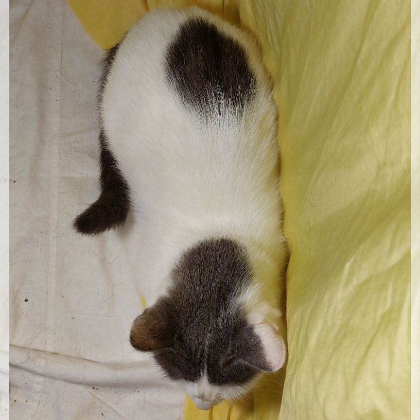 Котик с сердечком на спинке