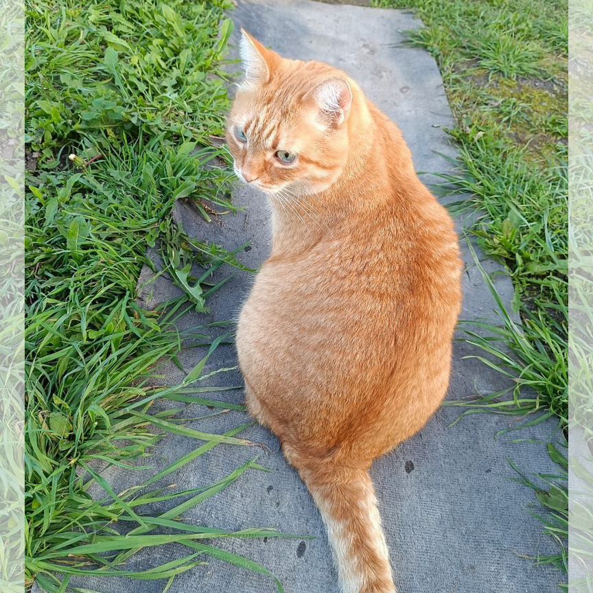 Кот Барсик