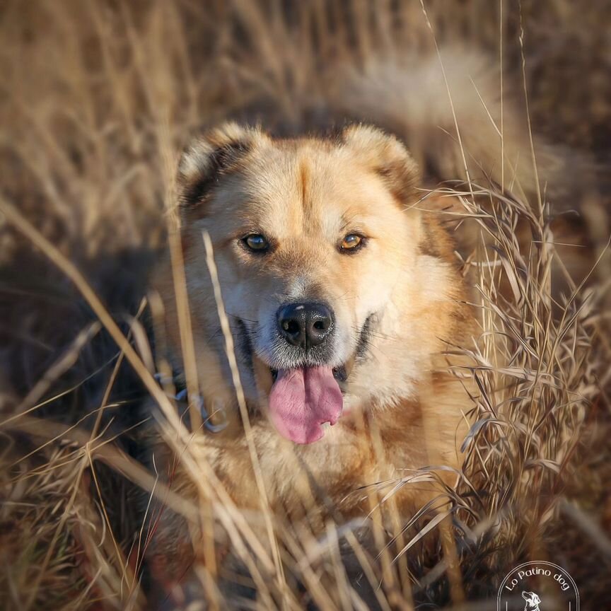 Коротколапый друг в семью Ватсон