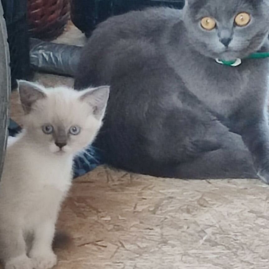 Британский короткошёрстный котёнок