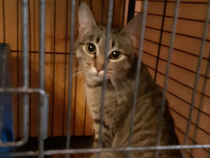 Кошки в добрые руки бесплатно