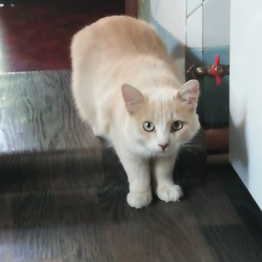 Абрикосовый кот