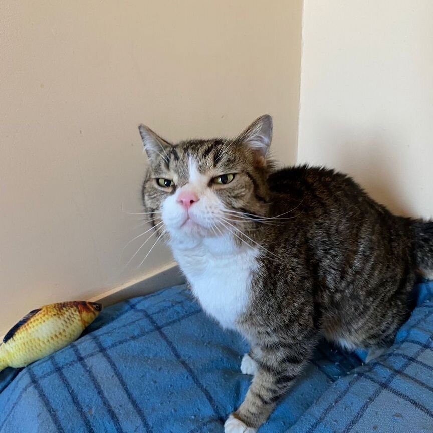 Добрый кот Дошик в частный дом