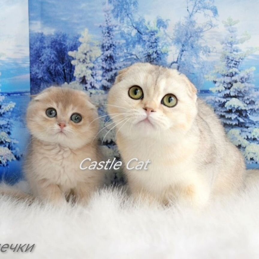 Кошечки серебро и золото