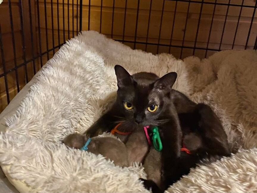 Бурманские котята соболь