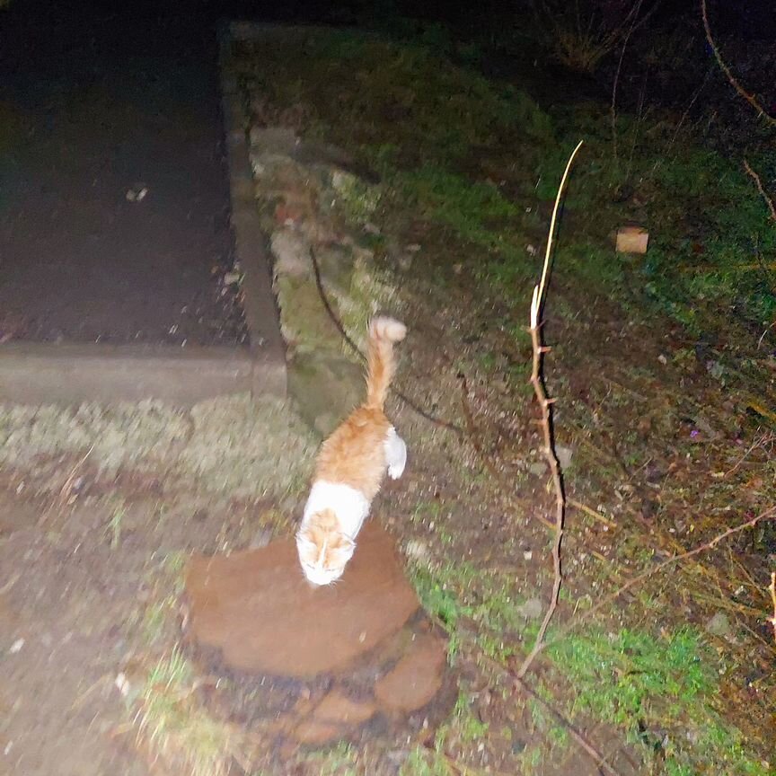 Котенок