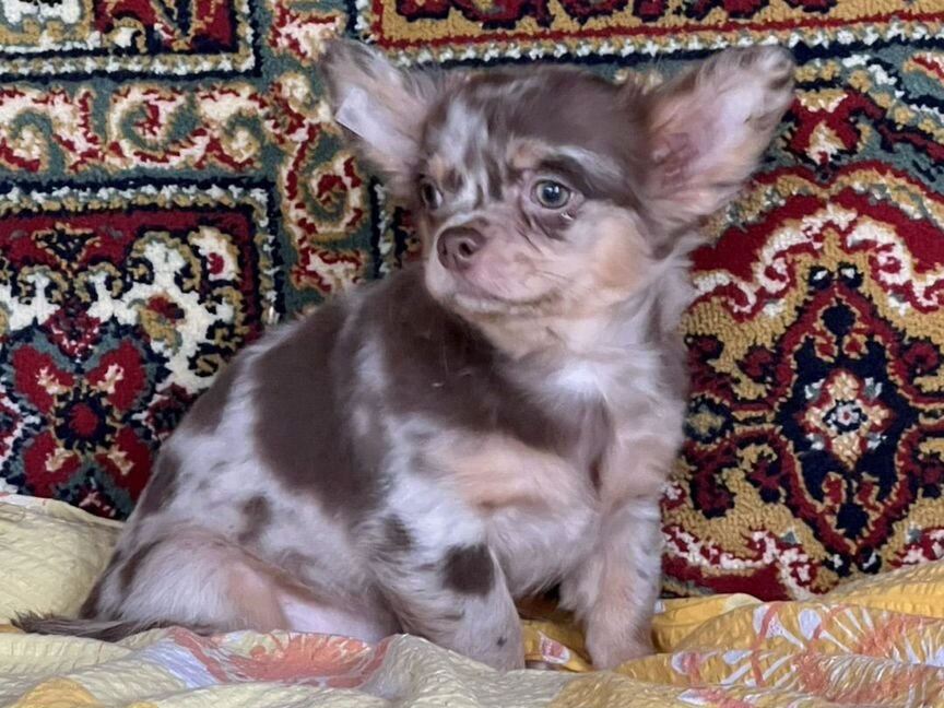 Мраморный (мерль) мальчик чихуа