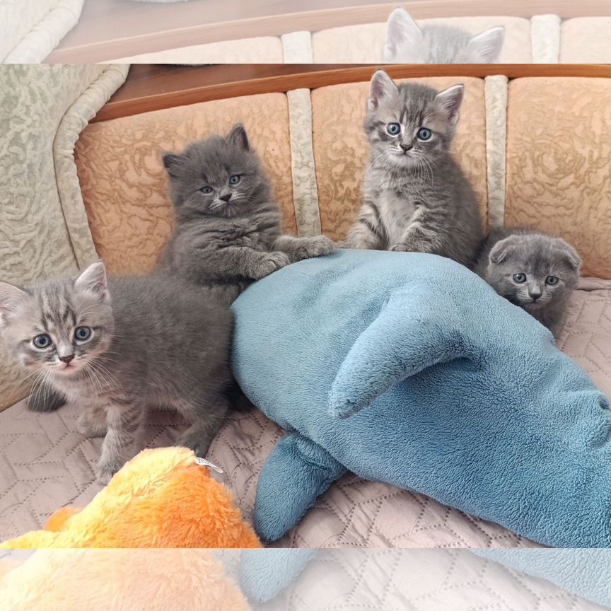 Шотландские вислоухие котята