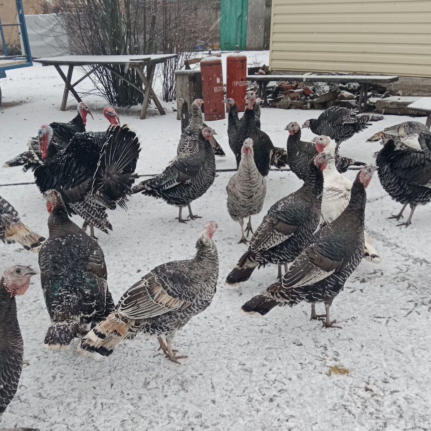 Индюки домашние на племя