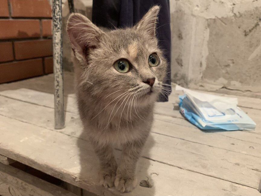 Ласковый котёнок в поисках дома