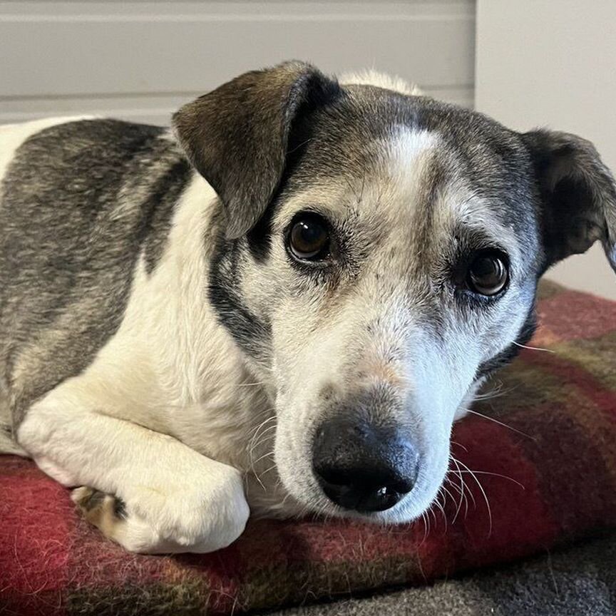 Взрослая собака в добрые руки