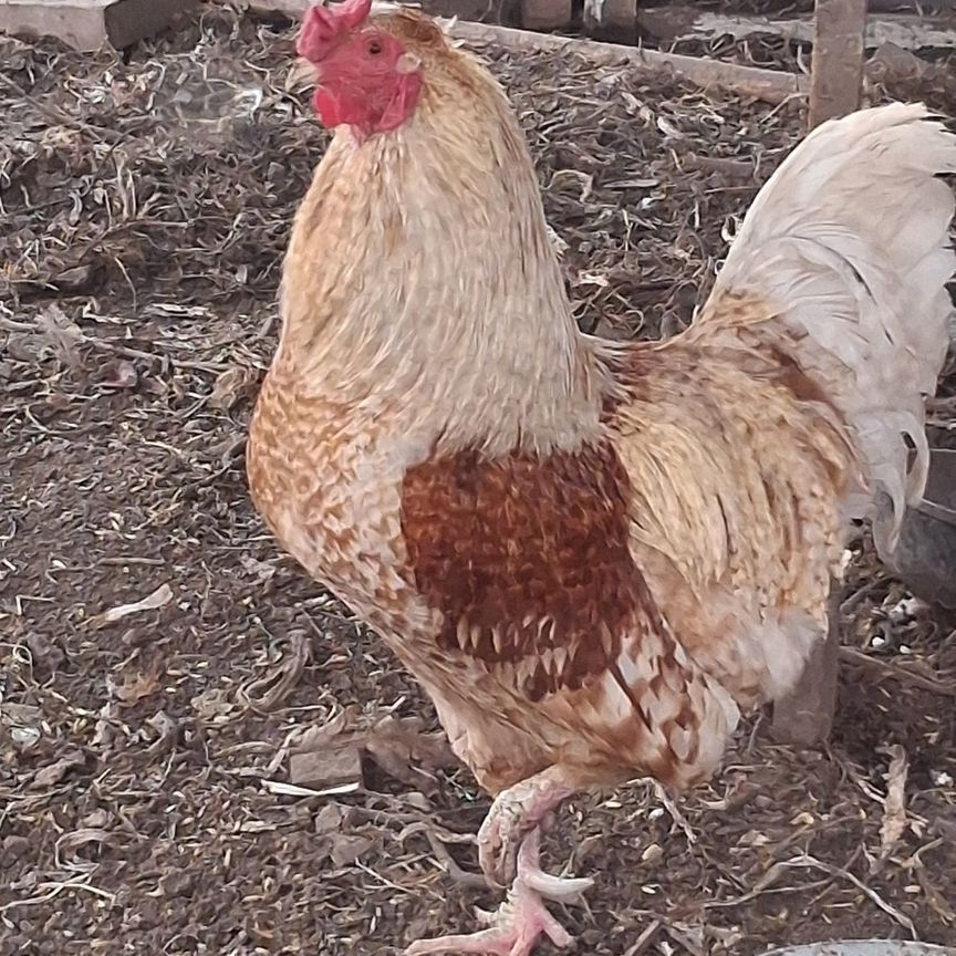 Продам петуха. Район Школьный. Т. 89538522629