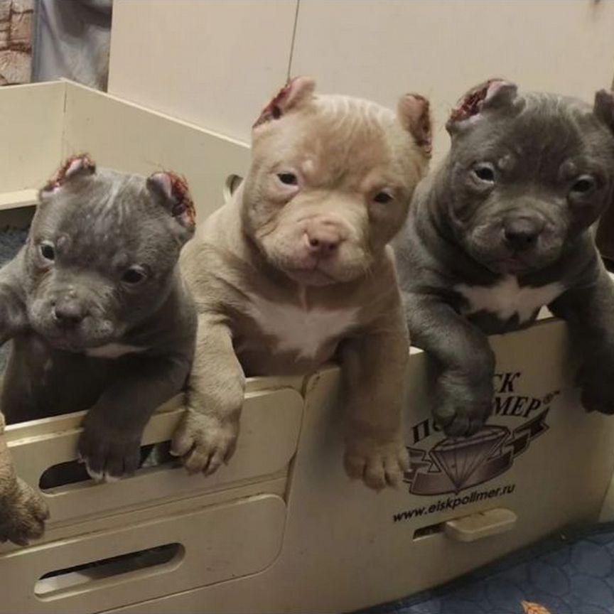 Американский булли, щенок