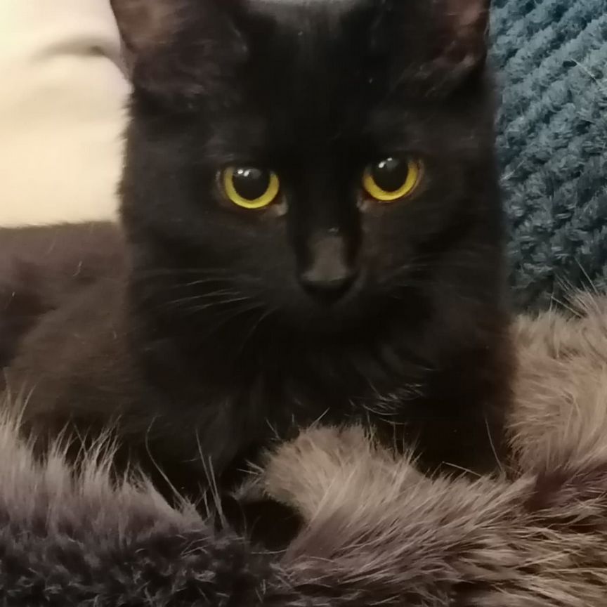 Черный котенок в дар